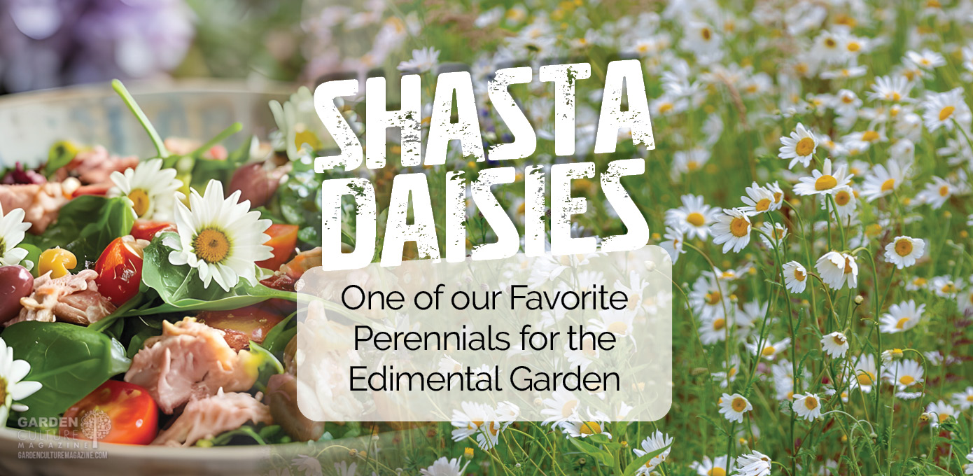Shasta Daisies: Our Favourite Edimental Perennials | GCM