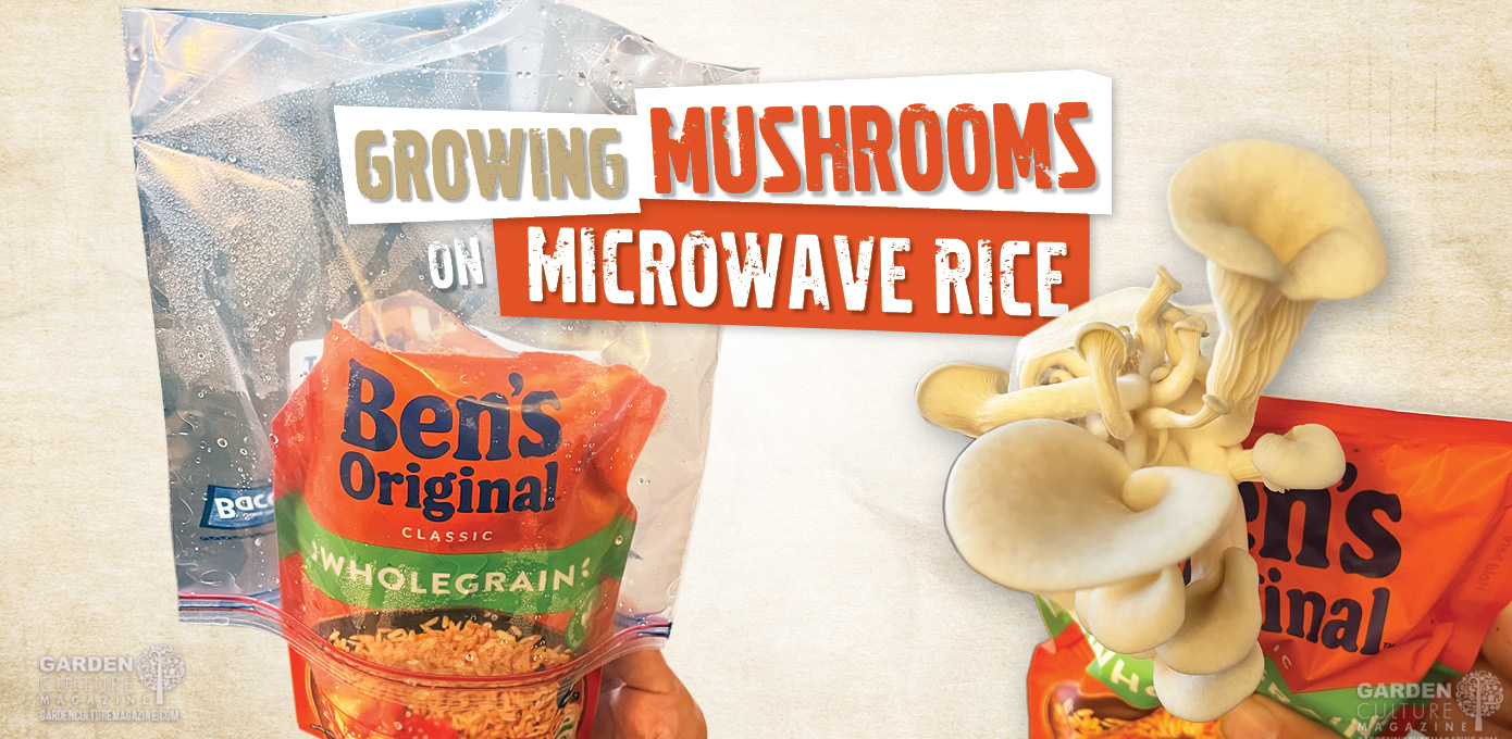 How to Grow Mushrooms on Microwave Rice | Garden Culture Magazine