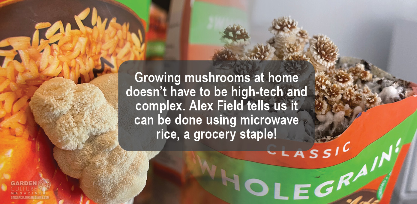 How to Grow Mushrooms on Microwave Rice | Garden Culture Magazine