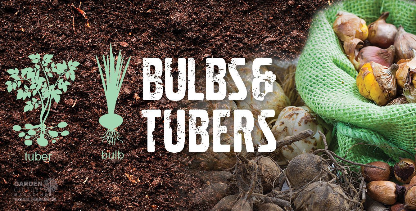 Home Garden Tips: Bulbs And Tubers | Garden Culture Magazine
