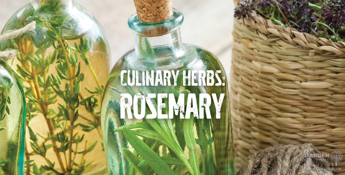 Rosemary: A Culinary Gem and Flavourful Herbal Medicine