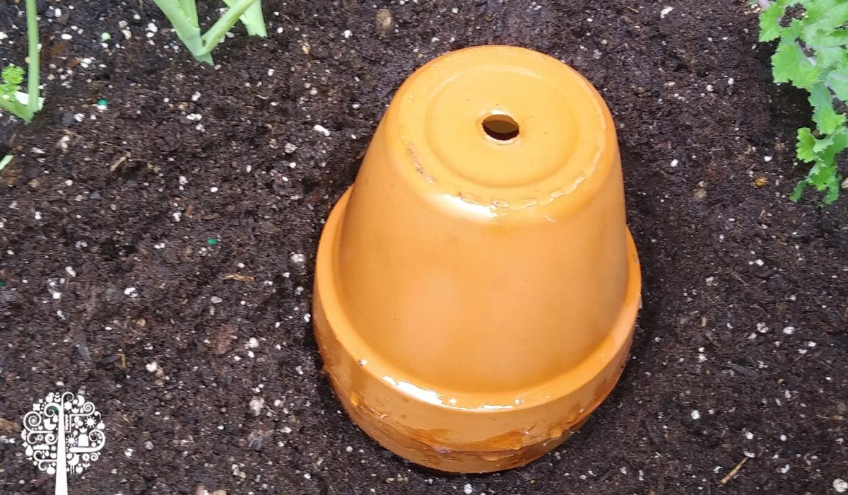 Garden Ollas: An Awesome Ancient Watering Method | GCM