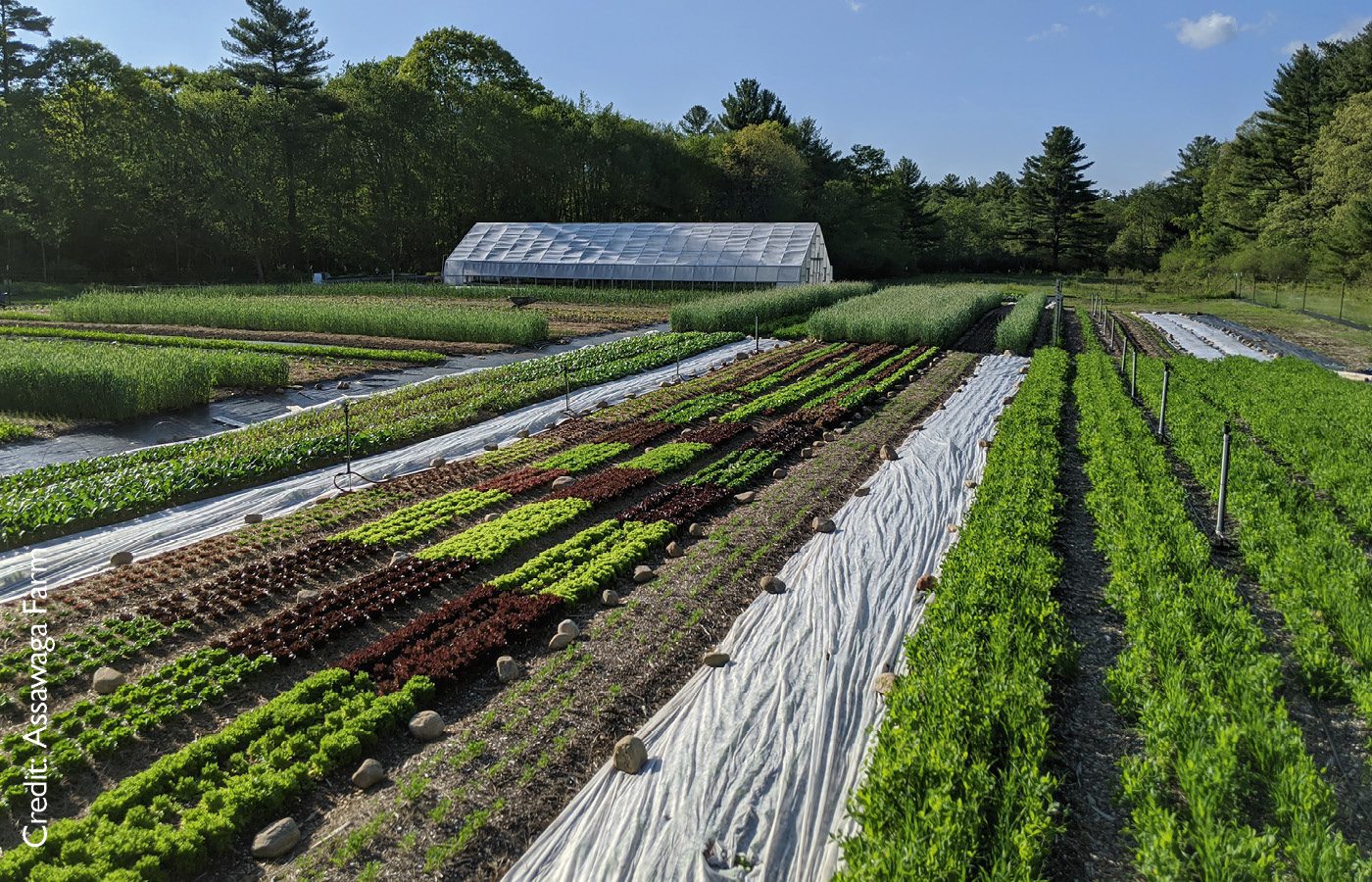 Assawaga Farm | Local Growers