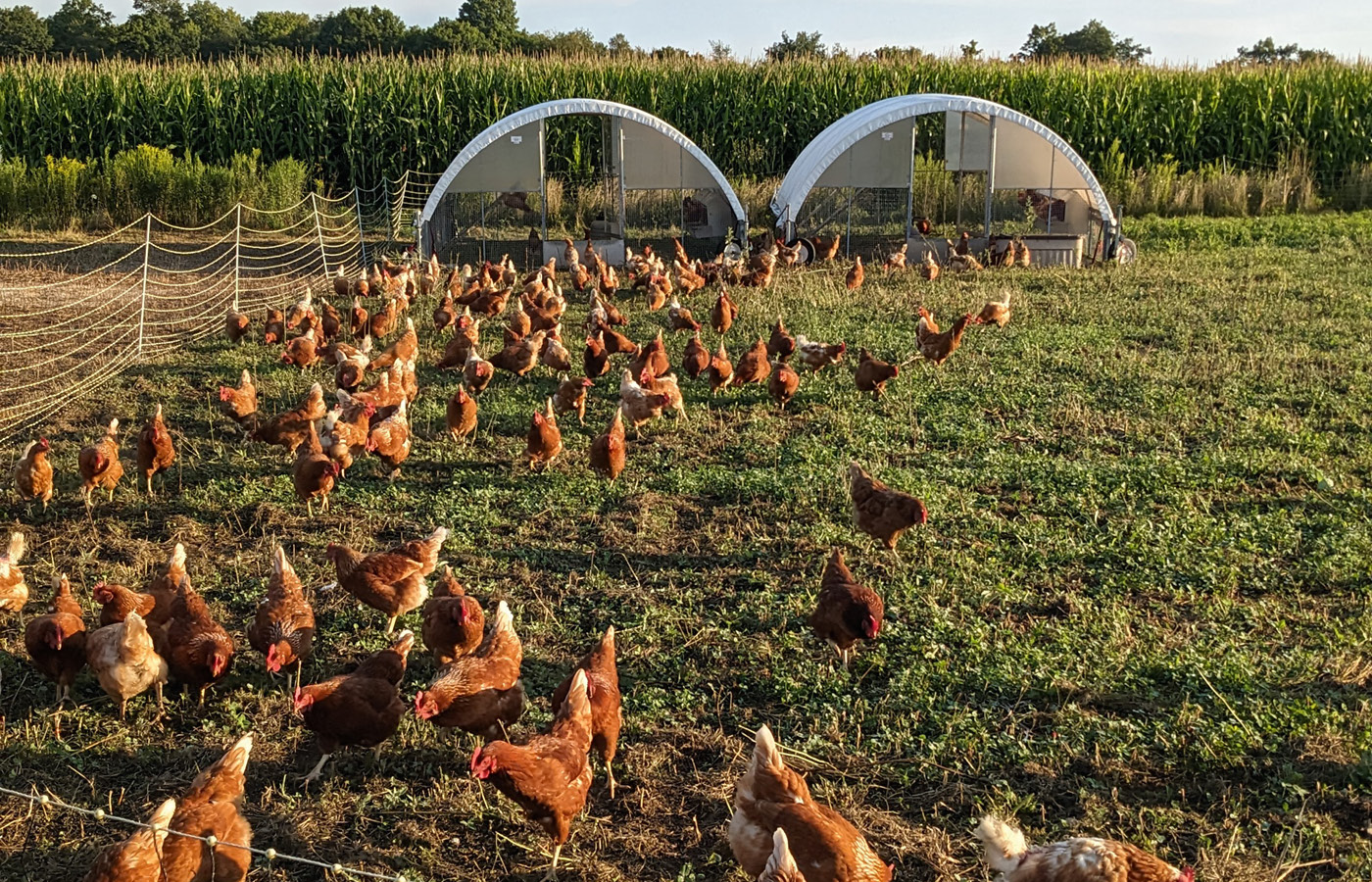 Little Fields Farm | Local Growers