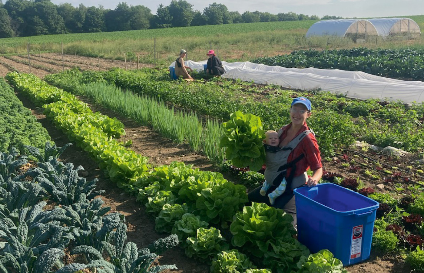 Little Fields Farm | Local Growers