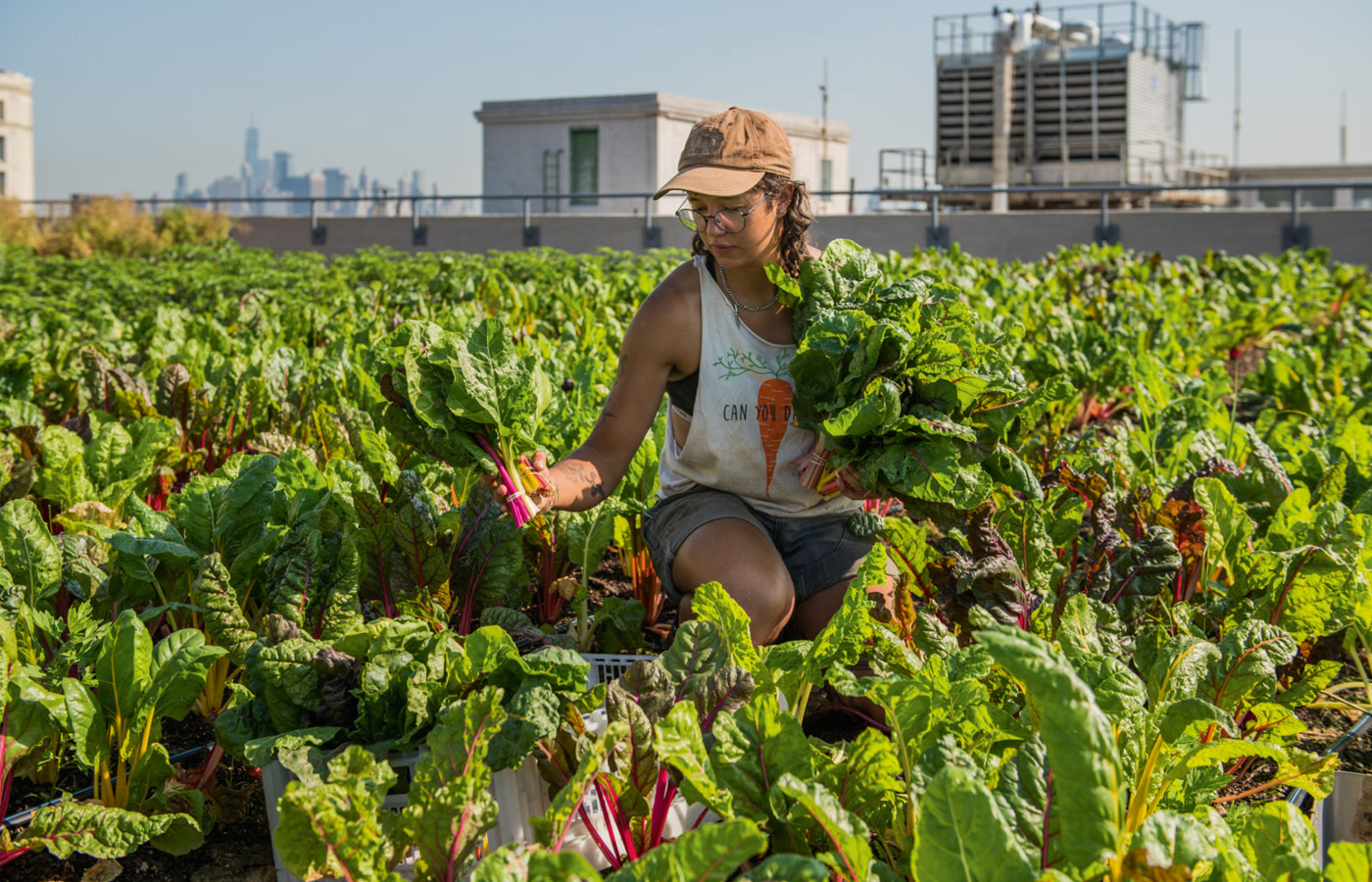 Brooklyn Grange: Sustainable Rooftop Farming | Local Growers