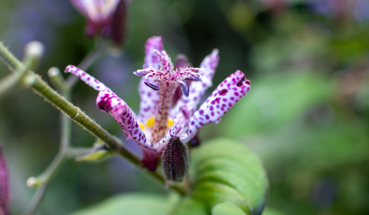 Toad Lily, October’s Plant Of The Month – Nature's Gateway