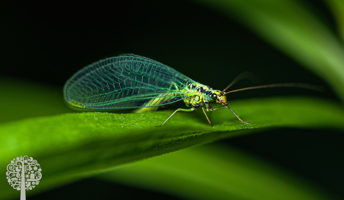 5 Beneficial Bugs In Your Garden | Garden Culture Magazine