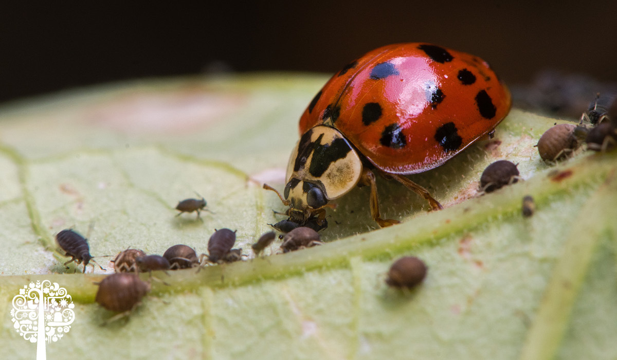 5 Beneficial Bugs In Your Garden | Garden Culture Magazine