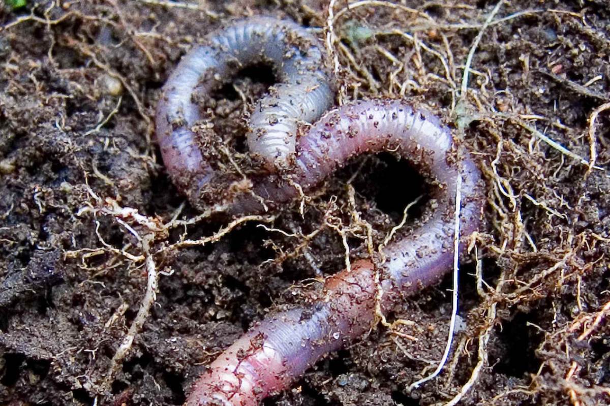 Make Your Own Aerobic Worm Tea Brewer | Garden Culture Magazine