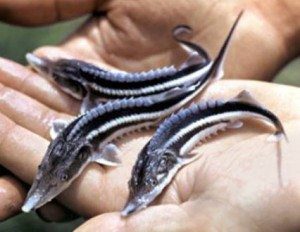 Caviar: An Aquaponics Crop of Sturgeon Fish? | Garden Culture Magazine