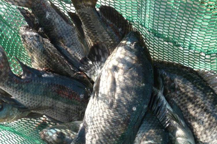 Beware of Fish Rustlers | Garden Culture Magazine