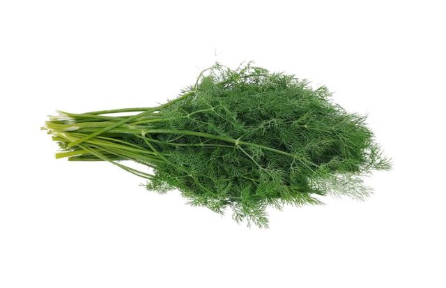 Dill: How To Grow This Powerful Herb | Garden Culture Magazine