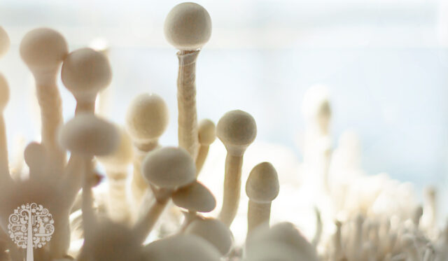 4 Stages of Mushroom Growth Using Fruiting Bags | GCM