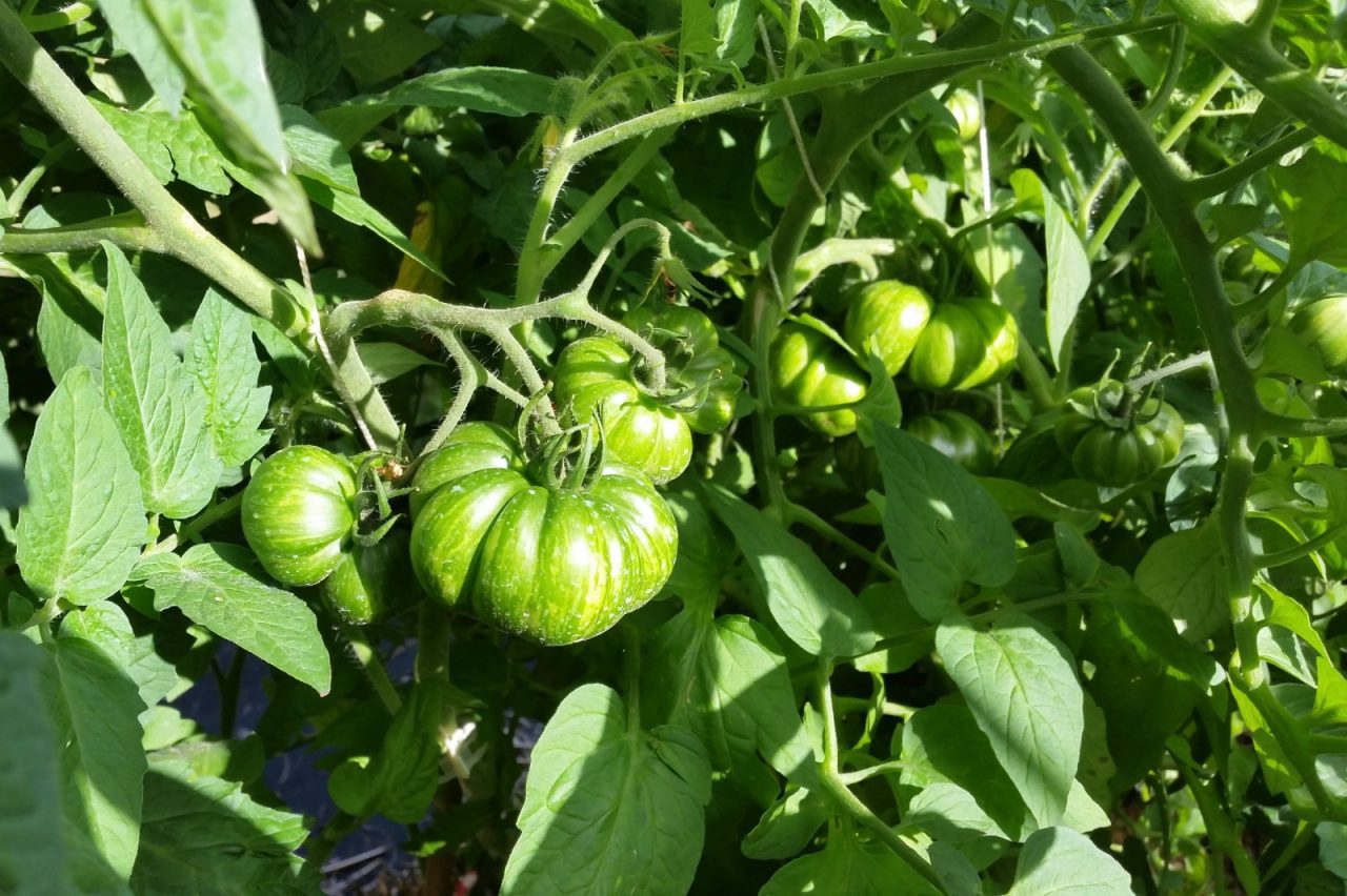 Weird Tomatoes: Hormones or Hybrid?