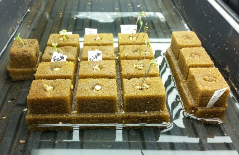 Best Seed Starting Method Yet | Garden Culture Magazine