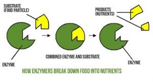 Understanding Enzymes for Plants | Garden Culture Magazine