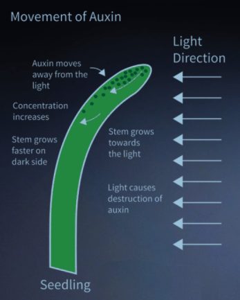 Plant Hormones: Auxins and Cytokinins | Garden Culture Magazine