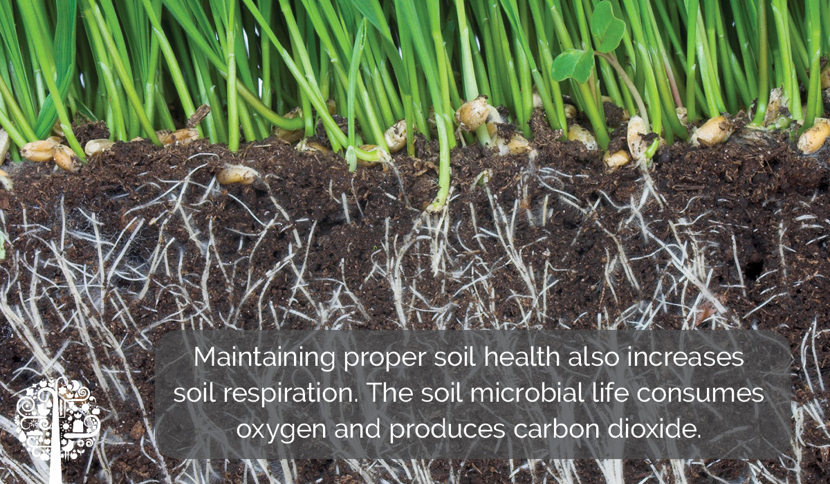 Living Organic Soil: Grow Top Crops with Nature's Help | GCM
