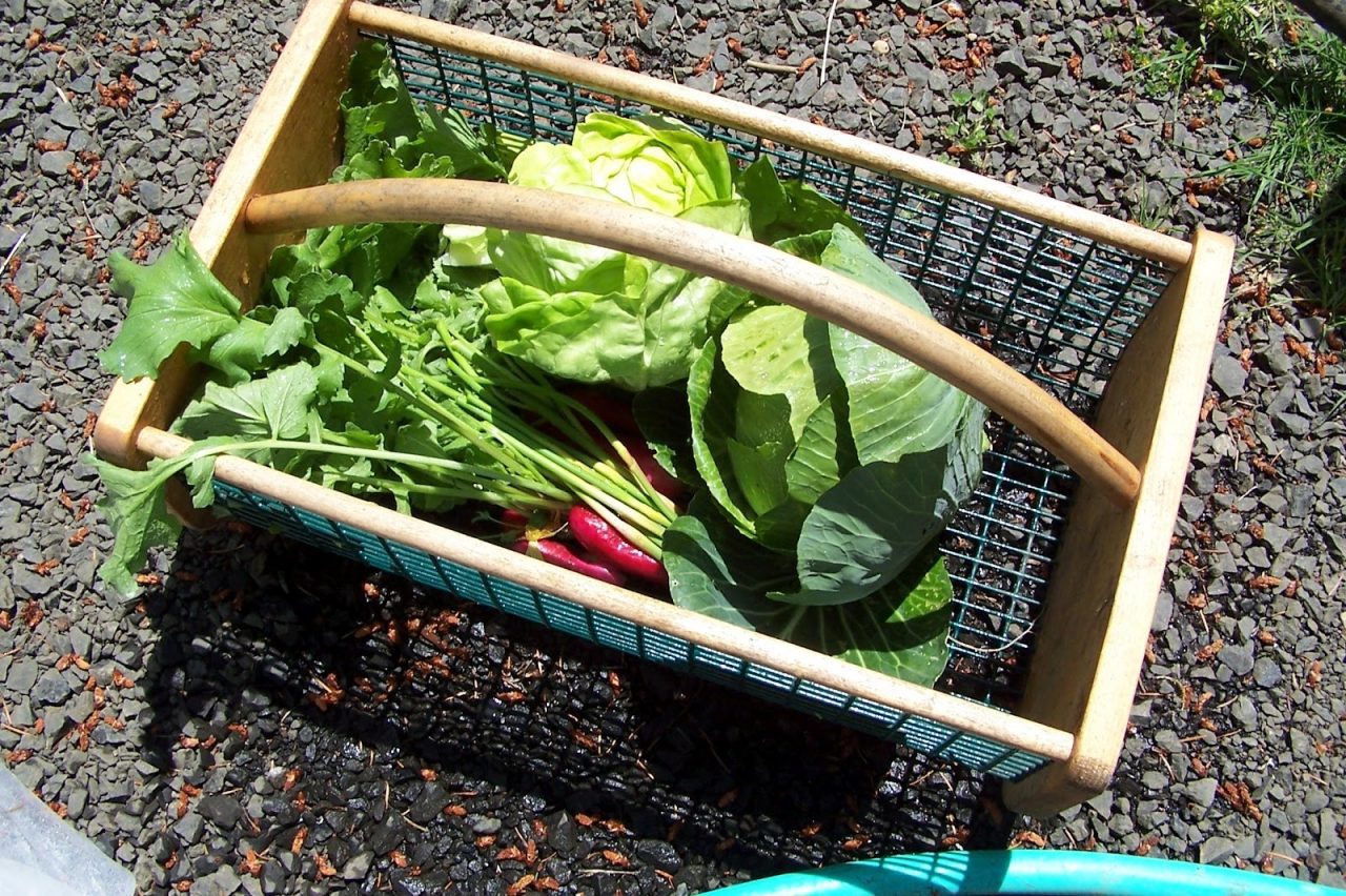 6 Ways To Maximize Garden Yield | Garden Culture Magazine