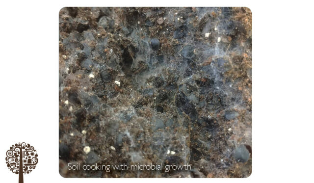 Soil Mix Made Simple: A Quick and Easy Recipe | GCM