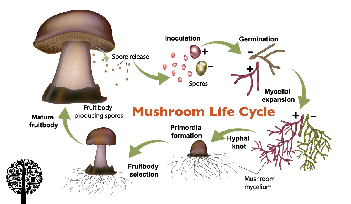 4 Stages of Mushroom Growth Using Fruiting Bags | GCM