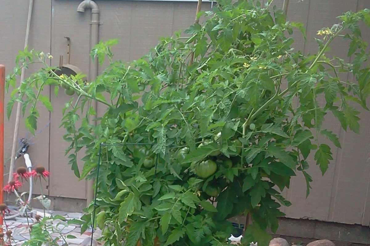N-Pee-K: Tomato Bloom Booster | Garden Culture Magazine
