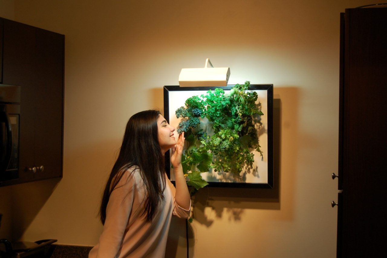 Edible Art: Aeroponic Wall Garden | Garden Culture Magazine