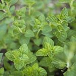 3 New Herbs to Grow | Garden Culture Magazine
