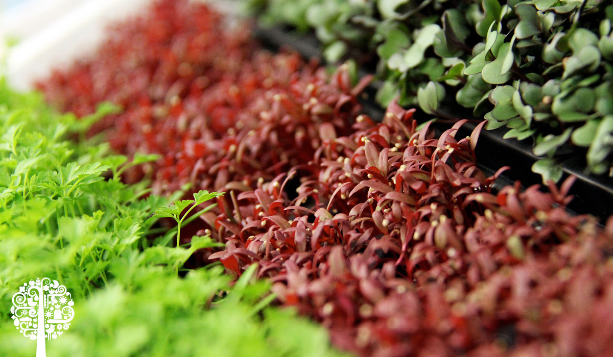 Greens at Home: A Quick Guide to Growing Organic | GCM