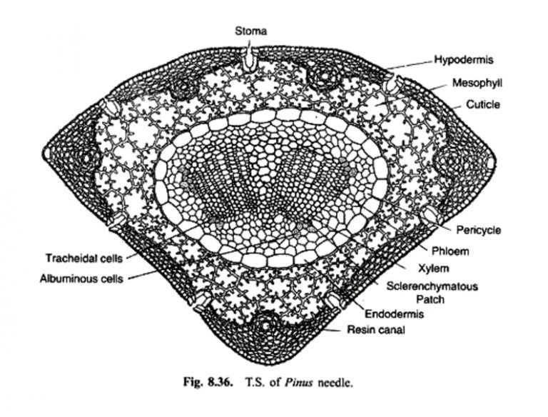 Closeup: Microscopic World of Plants | Garden Culture Magazine