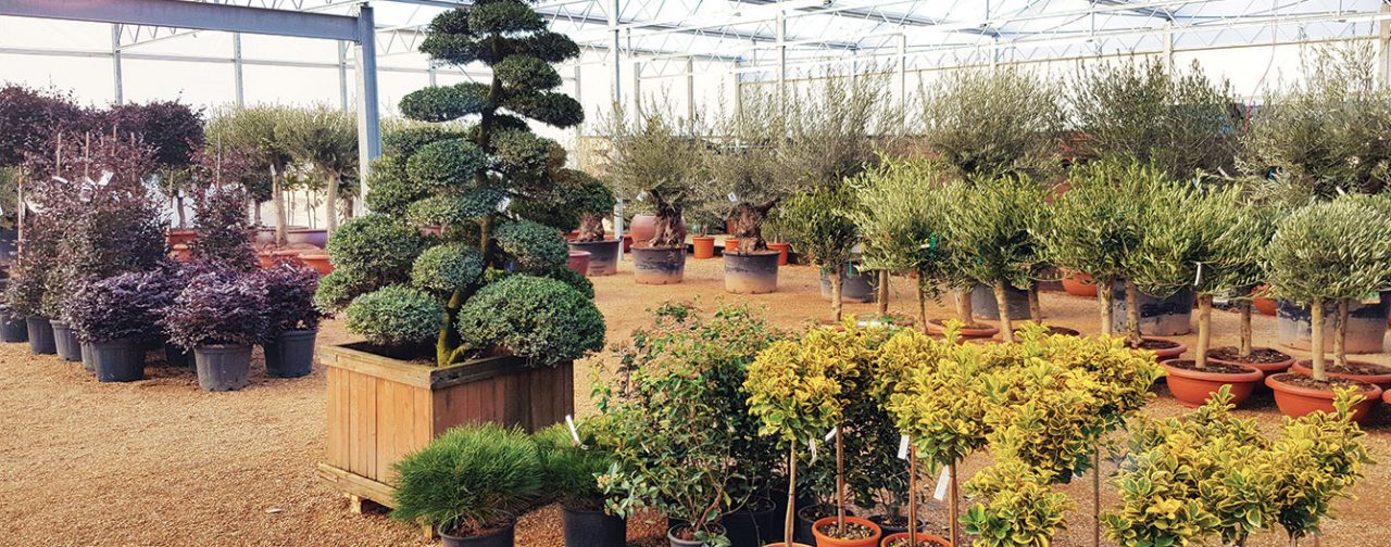 5 Tips on how to Grow an Olive Tree | Garden Culture Magazine