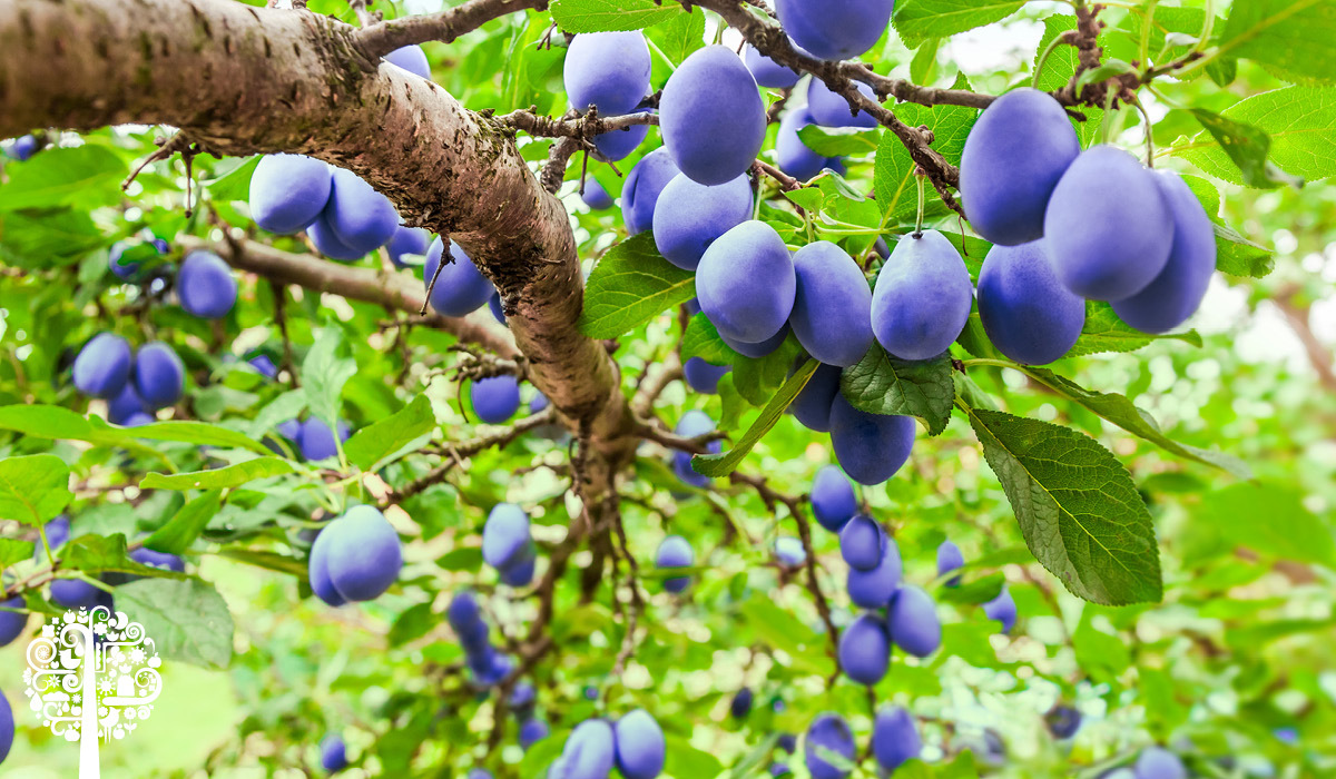 5 Delicious Fruit Trees For Your Garden | Garden Culture Magazine