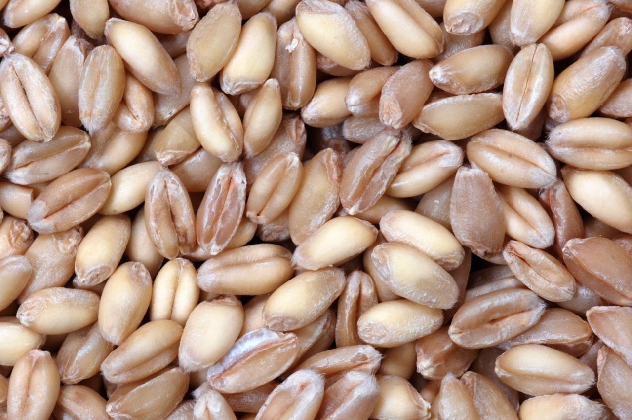 Wheat: Urban Farming Grains | Garden Culture Magazine