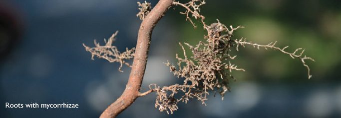 Mycorrhizae: Fungi, Molasses & Rock Phosphate | Garden Culture Magazine