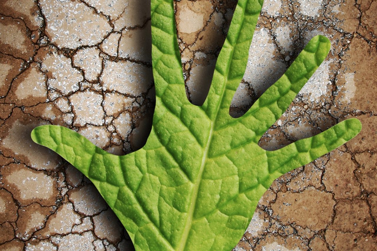 Grow Room Humidity: The Good, The Bad & The Ugly