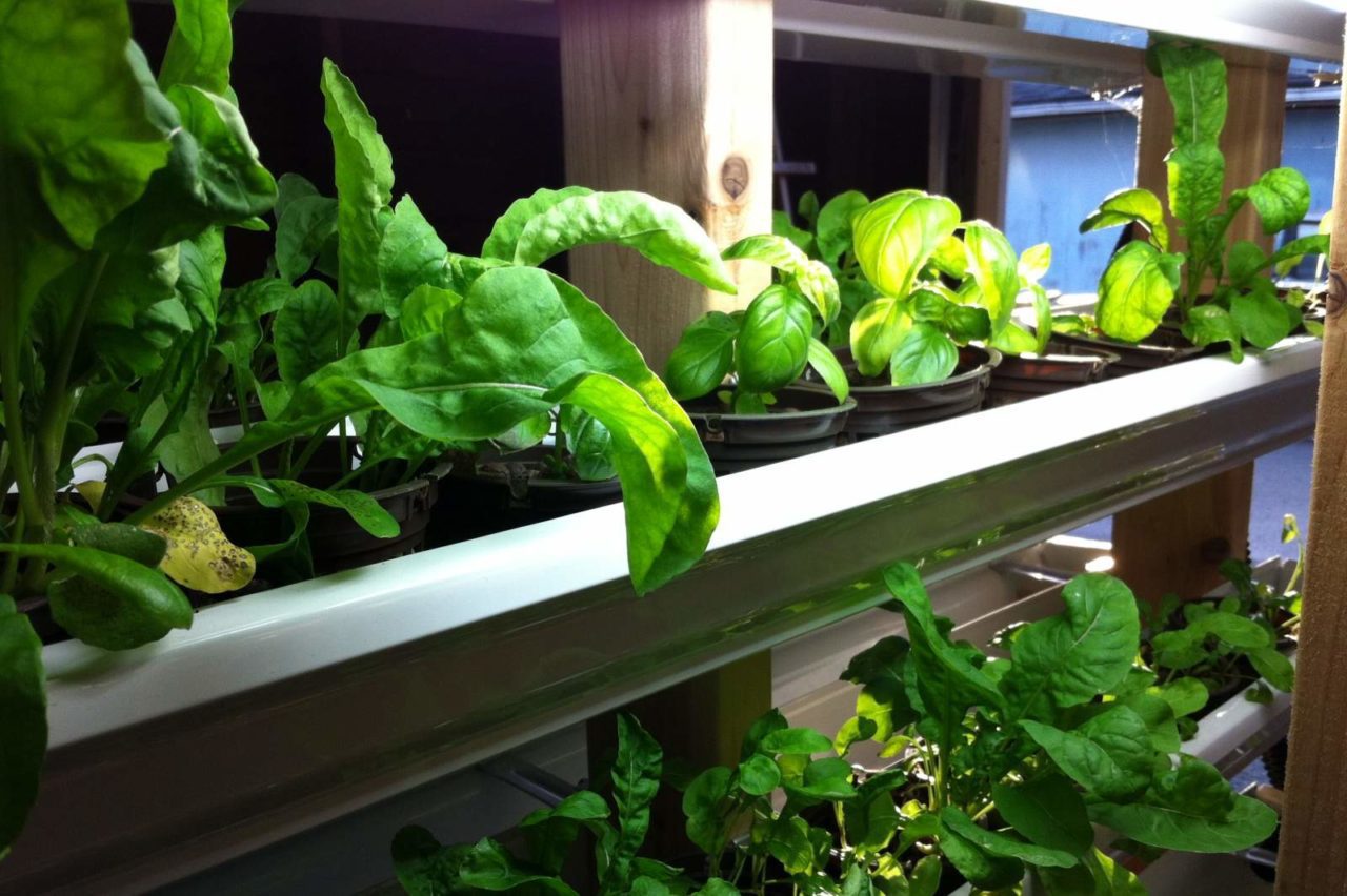 The Next Step In Sustainable Aquaponics | Garden Culture Magazine