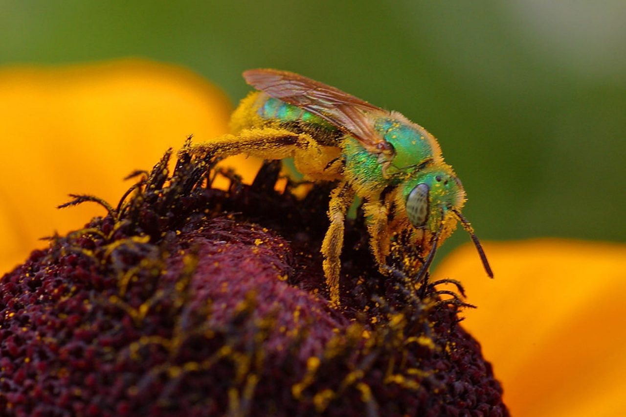 U.S. Wild Bee Loss Documented | Garden Culture Magazine