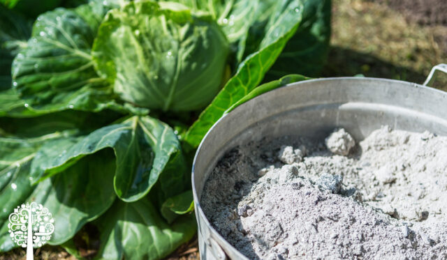 Wildfires: Helping Gardens Handle Smoke and Ash | GCM