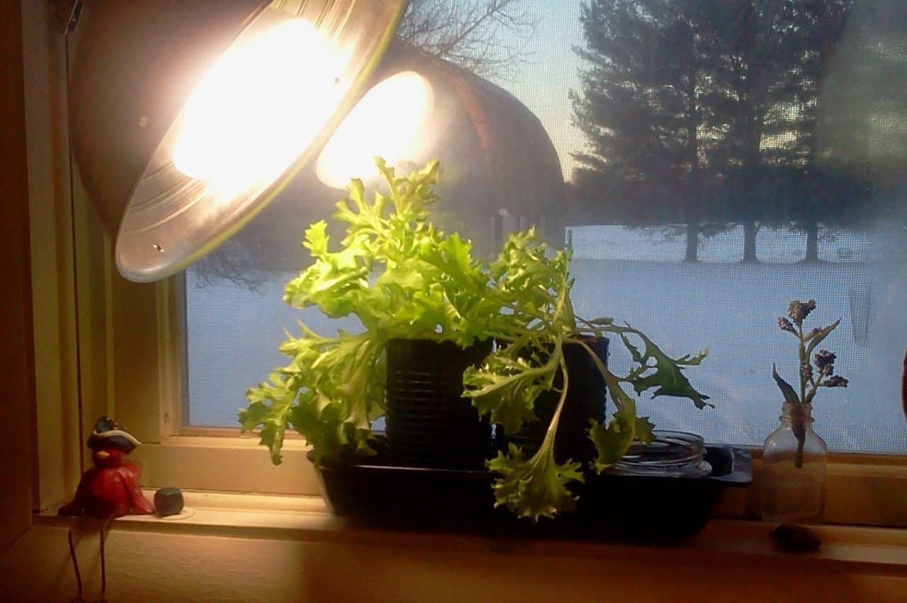 Windowsill Garden Results | Garden Culture Magazine